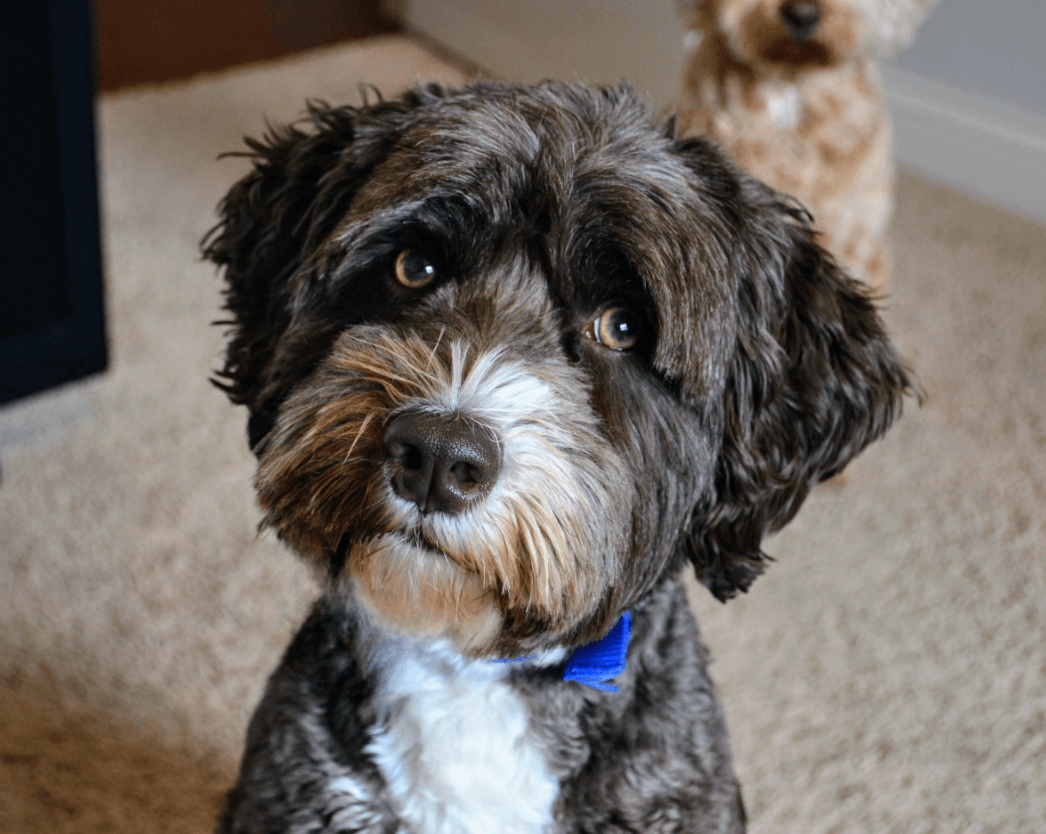 Doggie Exercise - Colonial Village Labradoodles