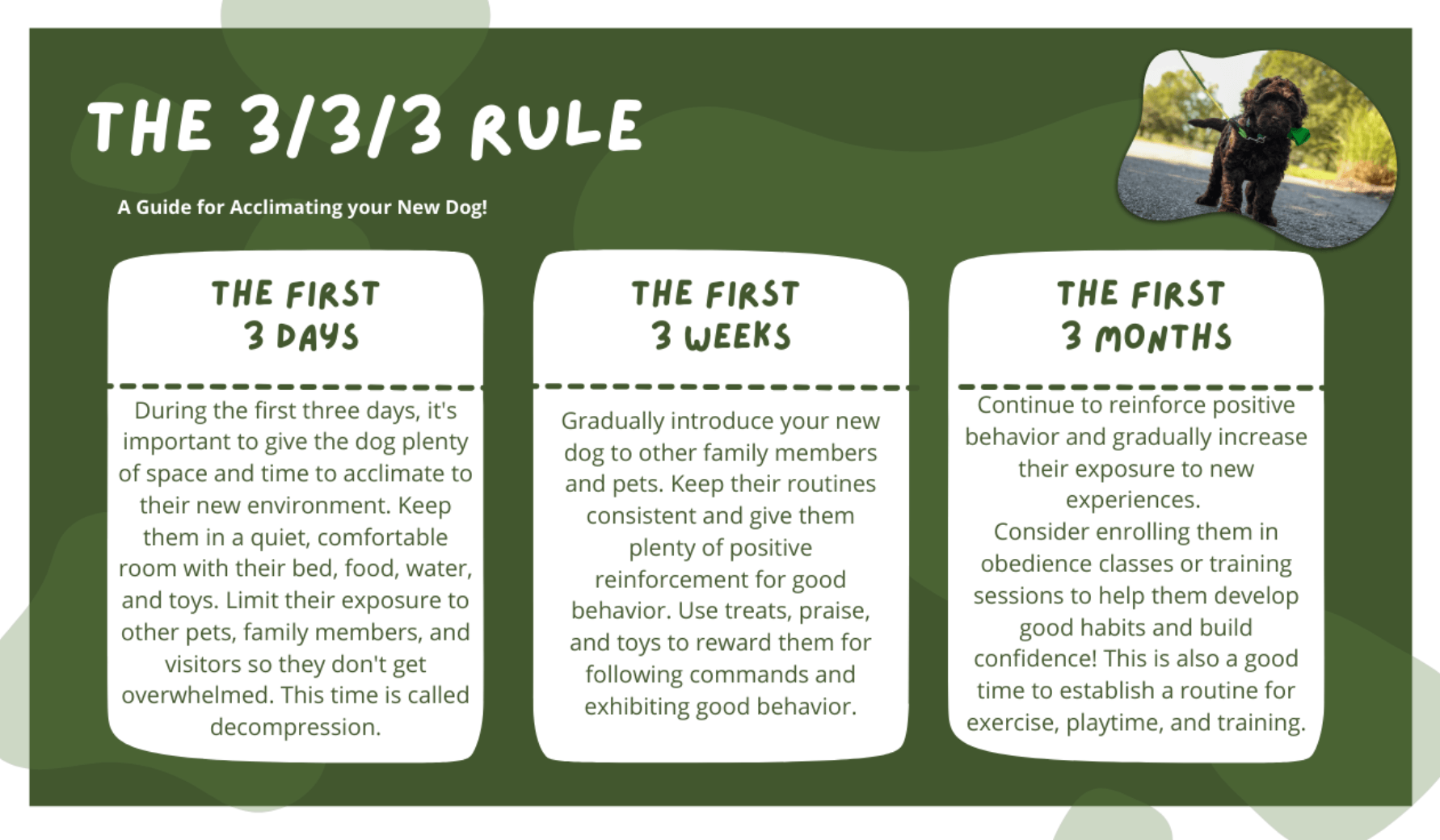 The 3/3/3 Rule: A guide to acclimating your dog - Colonial Village ...