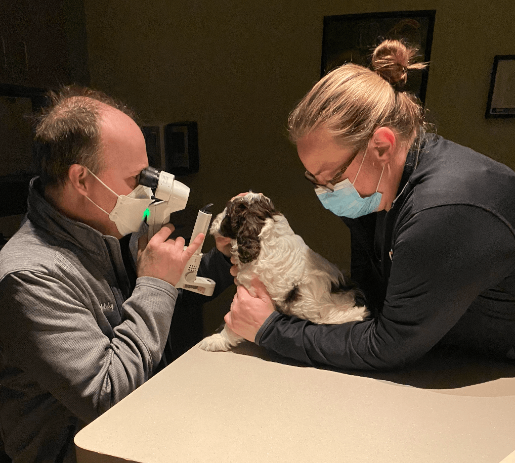 CERF/CAER: Health Testing - Colonial Village Labradoodles