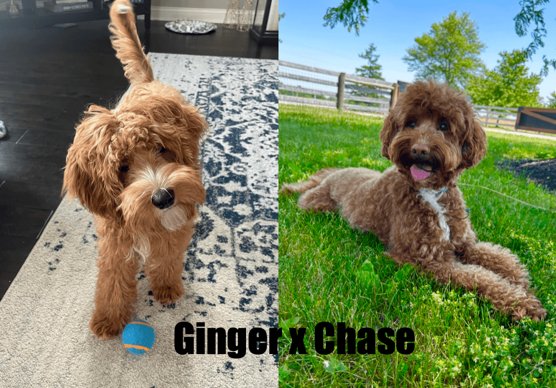 Available Australian Labradoodle Puppies - Colonial Village