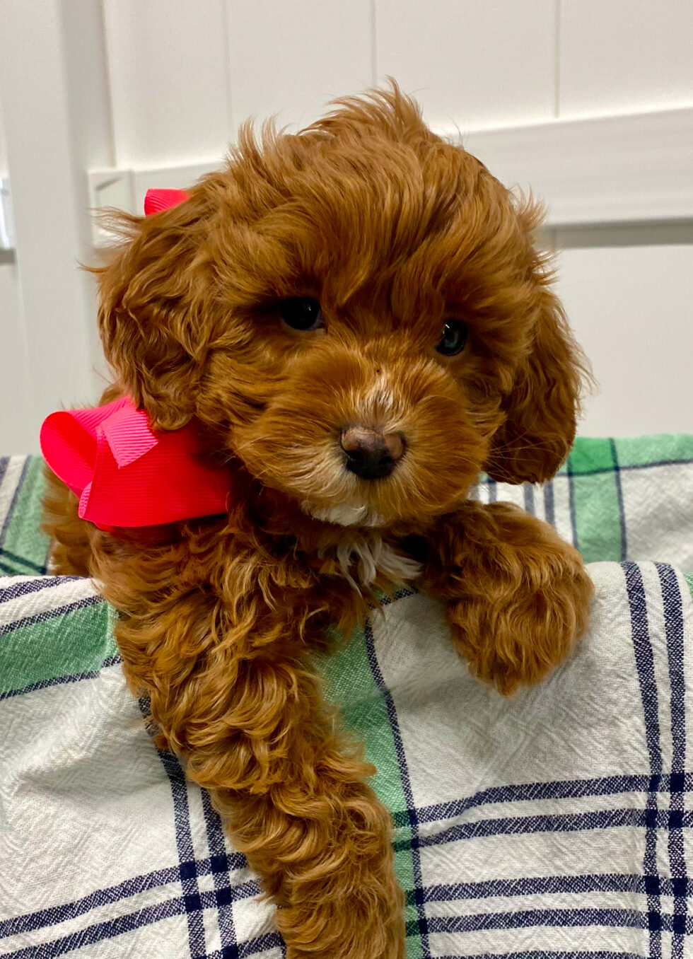 Winter Paws - Colonial Village Labradoodles