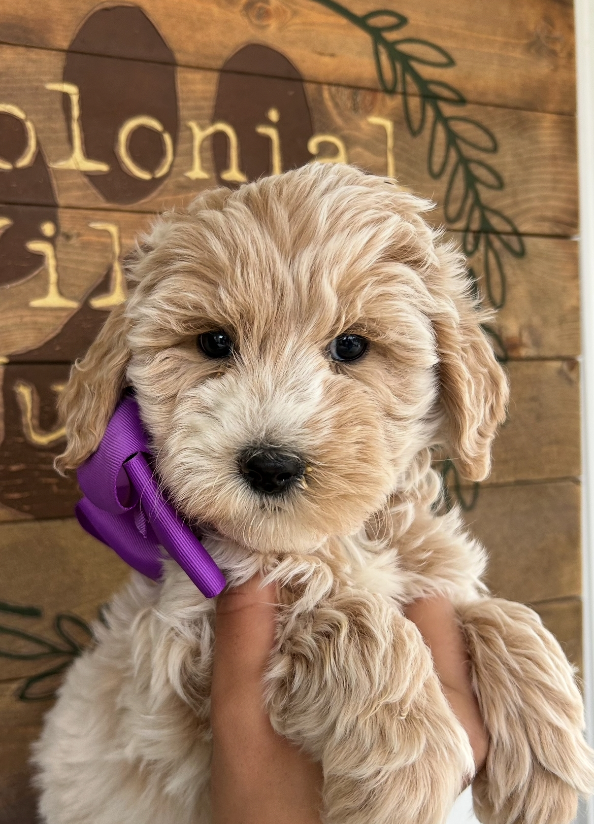 Available Australian Labradoodle Puppies - Colonial Village